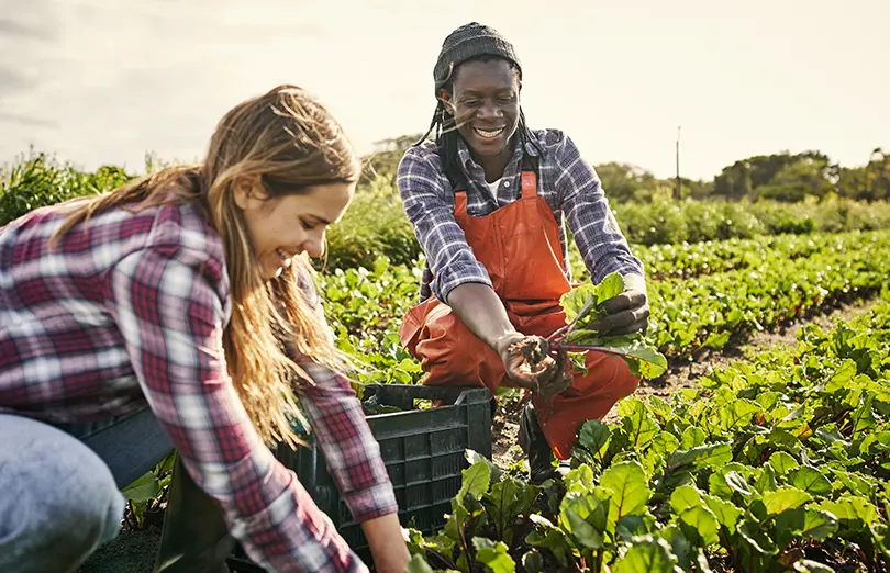 Crop Protection Solutions | Rainbow Agro