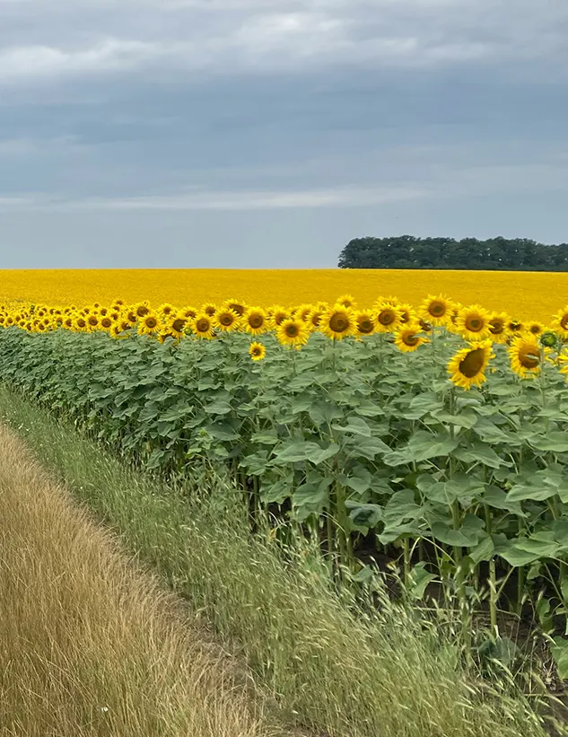 Crop Protection Solutions | Rainbow Agro