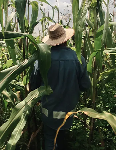 Crop Protection Solutions | Rainbow Agro